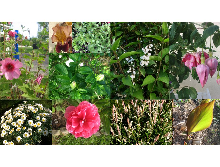 Les couleurs de mon jardin - 1-2-3-soleil