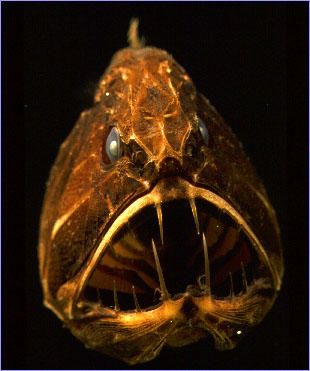 Les poissons des abysses - le blog viedesabysses