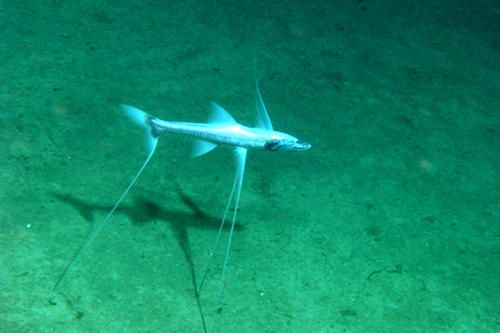 Les poissons des abysses - le blog viedesabysses