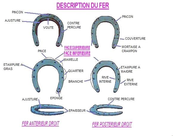 LE FER A CHEVAL - LE CHEVAL DANS L'EQUITATION MODERNE