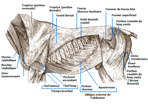 MUSCLES SUPERFICIELS DU TRONC - LE CHEVAL DANS L'EQUITATION MODERNE