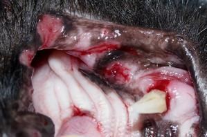 Neck lesions chez le chat : cas clinique N°2 - Soins orthodontiques ...