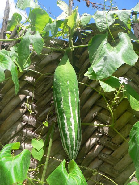 Le dodoki - Blog-trotters