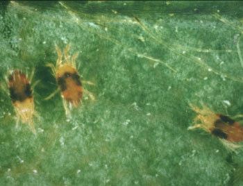 Le Fléau des araignées rouges - Les Orchidées de Cécile