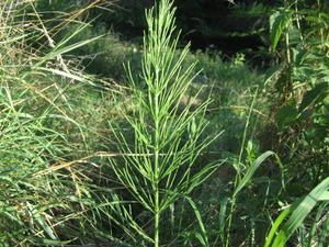 La PRELE - Votre santé par la nature