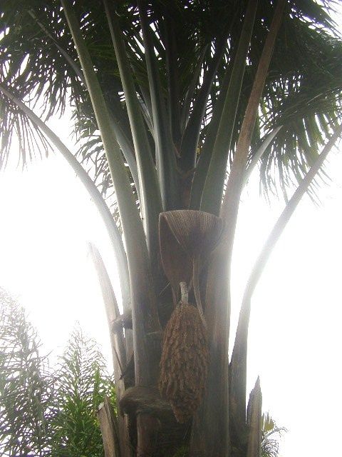 Le palmier maripa. - Annick et la Guyane.