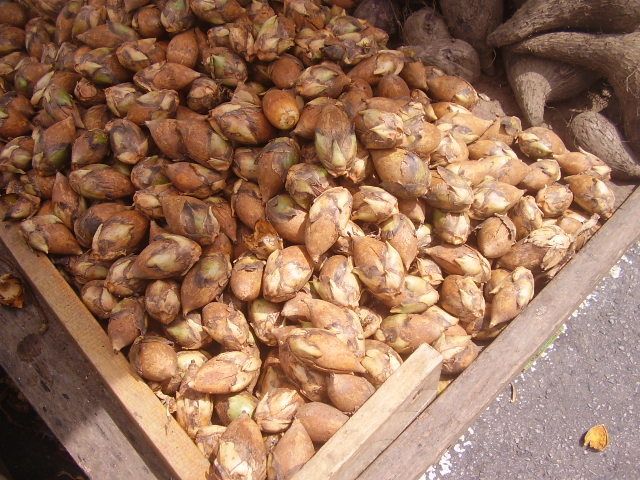 Le palmier maripa. - Annick et la Guyane.
