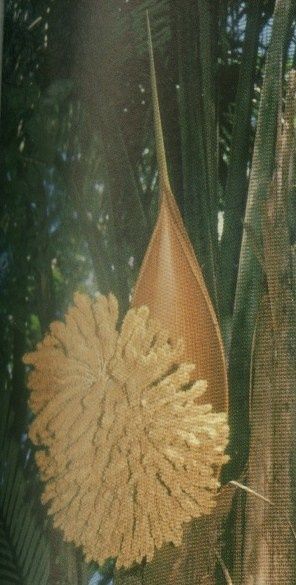 Le palmier maripa. - Annick et la Guyane.