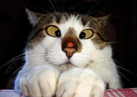 L'instant Chat : Je louche - Vitchiblagu : L'humour comme je l'aime