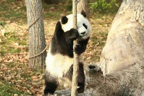 Panda joue à cache-cache - Vitchiblagu : L'humour comme je l'aime