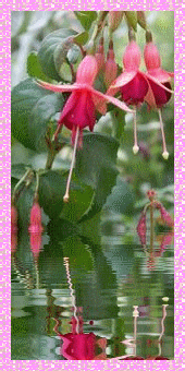 Photos-reflets : Fushias - Le jardin enchanté