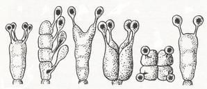 Classification des BASIDIOMYCOTA - Le blog de NIMBUS