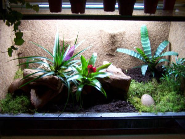 Mon terrarium - Mes grenouilles : Azureus