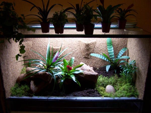 Mon terrarium - Mes grenouilles : Azureus