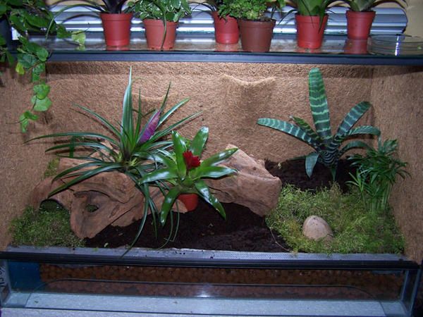 Mon terrarium - Mes grenouilles : Azureus