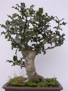 Ilex aquifolium - Houx commun - Armand Bonsaï