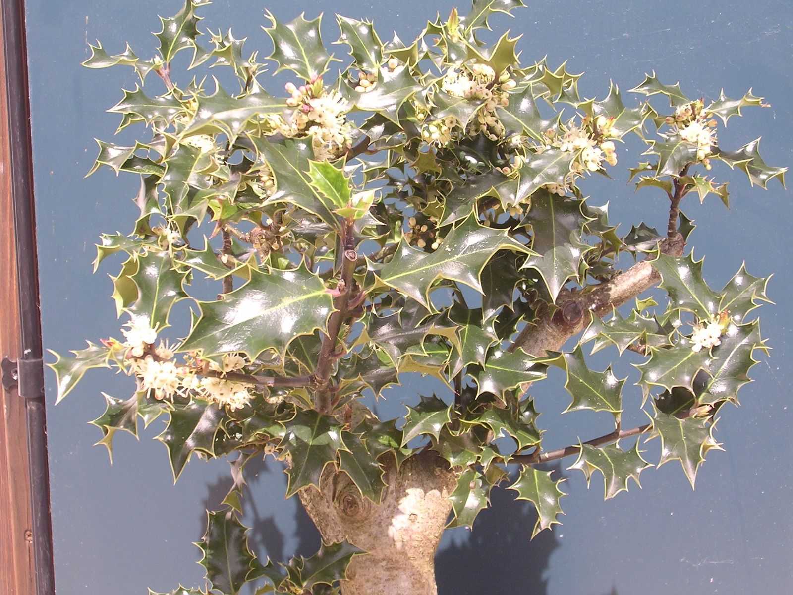 Ilex aquifolium - Houx commun - Armand Bonsaï