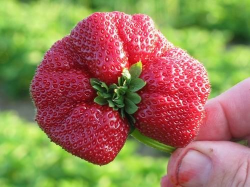 Omelette aux fraises de Plougastel Daoulas - Les recettes de Grand'Mère ...