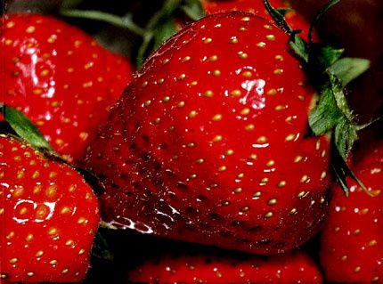 Omelette aux fraises de Plougastel Daoulas - Les recettes de Grand'Mère ...