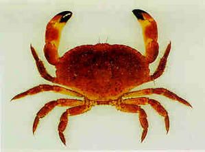 Hors- d’œuvre aux fruits de mer - Les recettes de Grand'Mère Julie