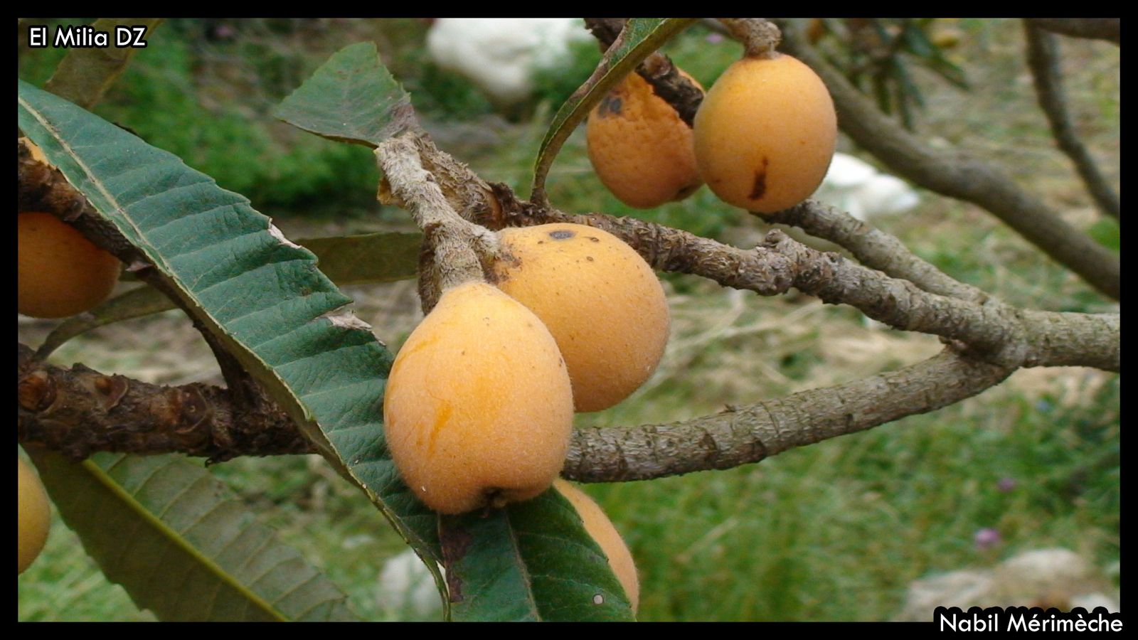 Fruit très savoureux,au gout singulier et unique le nèfle (Zââroure ...
