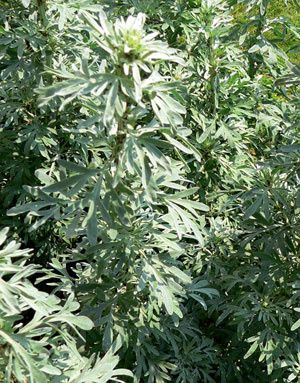 Absinthe, la fée verte - Le blog de Kinou