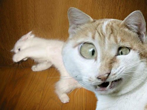 Tronche de cake !!! - SALE GOSSE