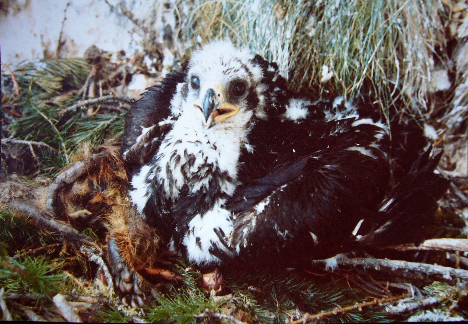 Emancipation et envol des jeunes. - L'aigle royal