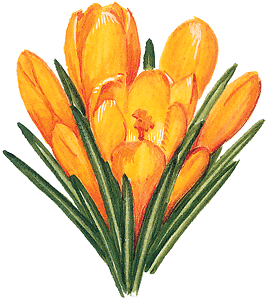 les crocus - Le blog de Mamie Cool