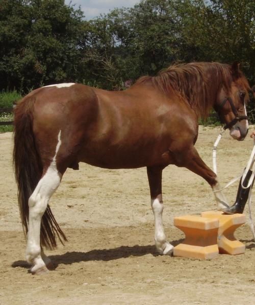 travail du cheval à pied et monté : utilisations diverses et variées d ...