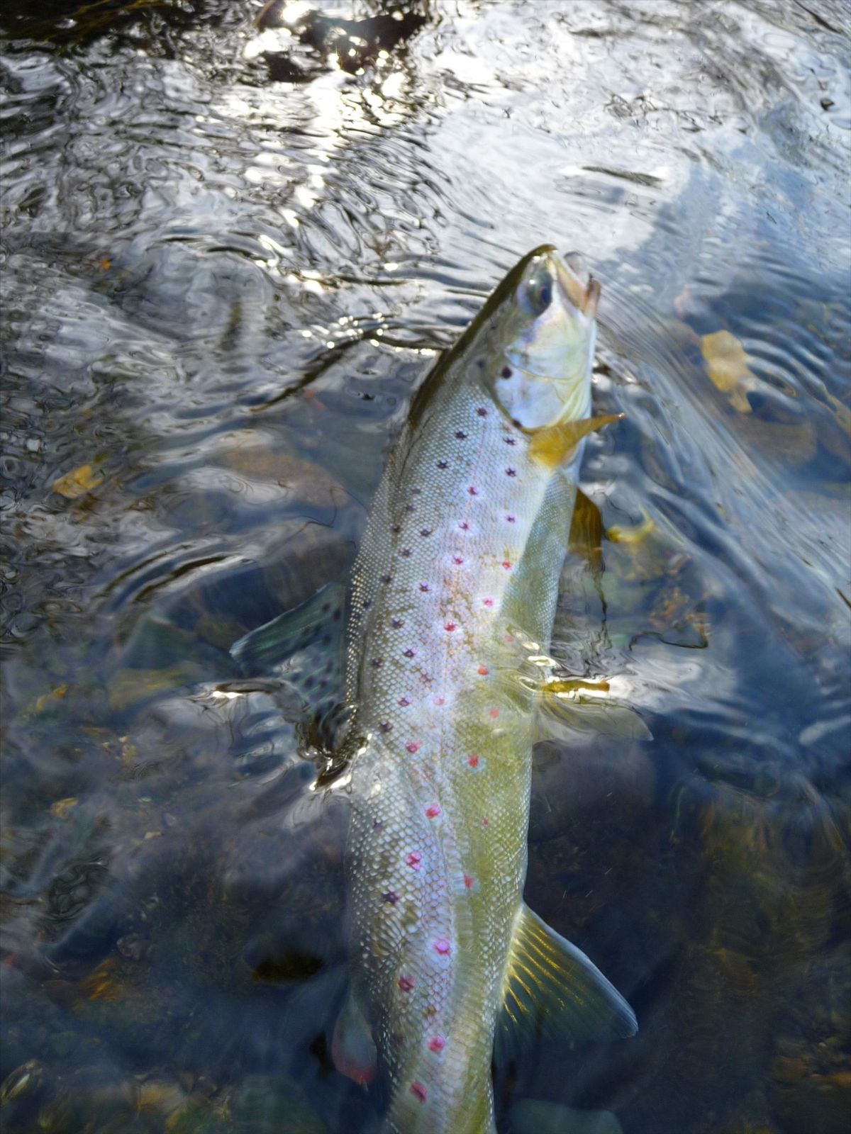La rivière se réveille... - Pêche à la mouche