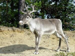 Renne, Elan ou Caribou? - Guillaume Erasmus in Stockholm