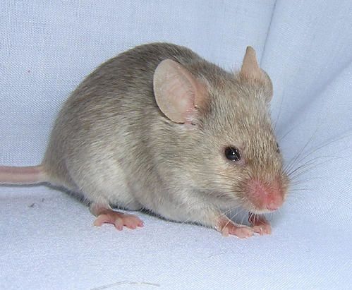 [couleur] Silver agouti - Le Blog des Souris Domestiques