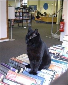 Félin de bibliothèque - Le blog de kimcat