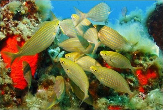 Fiches espèce/ Travail des N2 bio - CSLG Bourgogne, Section Plongée