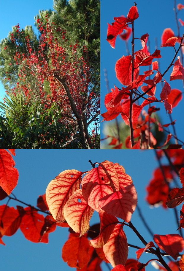 Un arbre aux feuilles rouges le 10 décembre 2010 - Autour de
