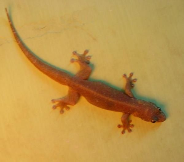 Animal planet - Mera Kerala