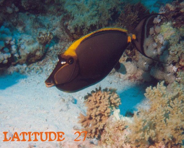 Poisson chirurgien : le nason à éperon orange - L'Egypte entre Mer et ...