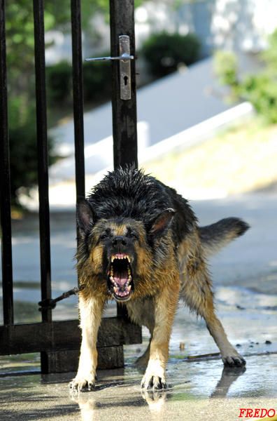 CHIEN MECHANT ??? - marseille photo