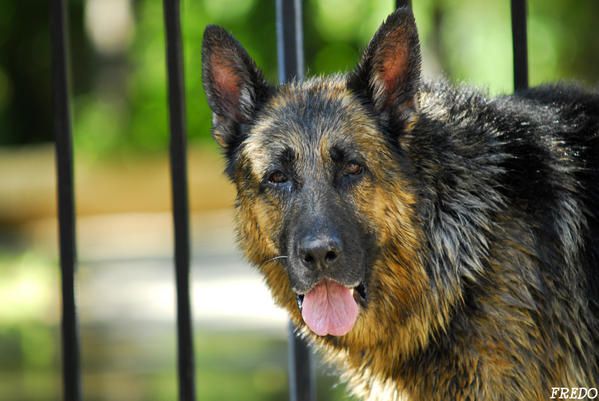 CHIEN MECHANT ??? - marseille photo