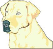 Le yellow liver - Le blog de mes labradors