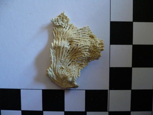 Hornera reteporacea zoarium reteporiforme - Les mondes disparus