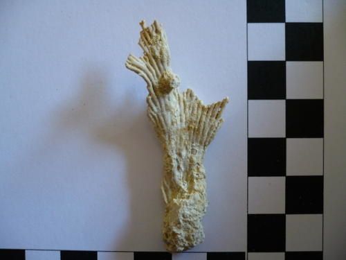 Hornera reteporacea zoarium reteporiforme - Les mondes disparus