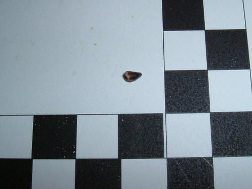 Sparus cinctus - Les mondes disparus