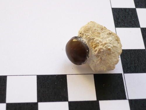 Sparus cinctus - Les mondes disparus