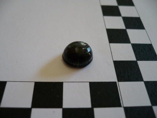 Sparus cinctus - Les mondes disparus