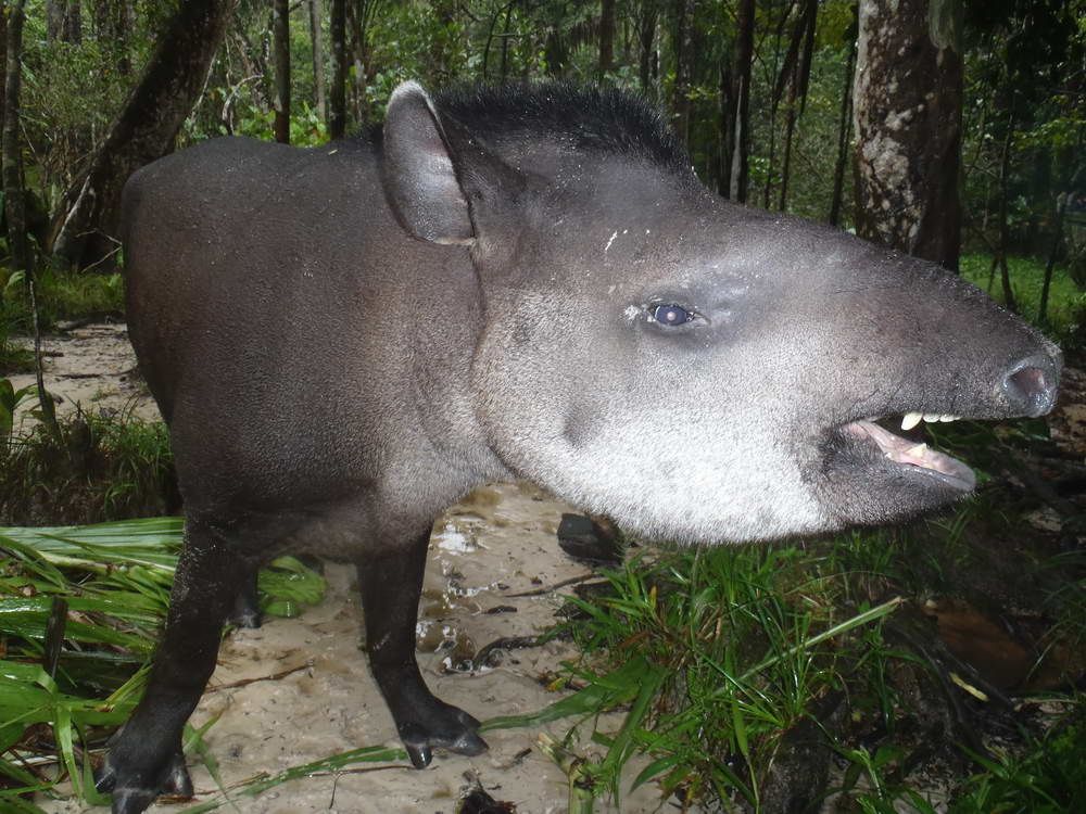 Faune - La Guyane et ailleurs...
