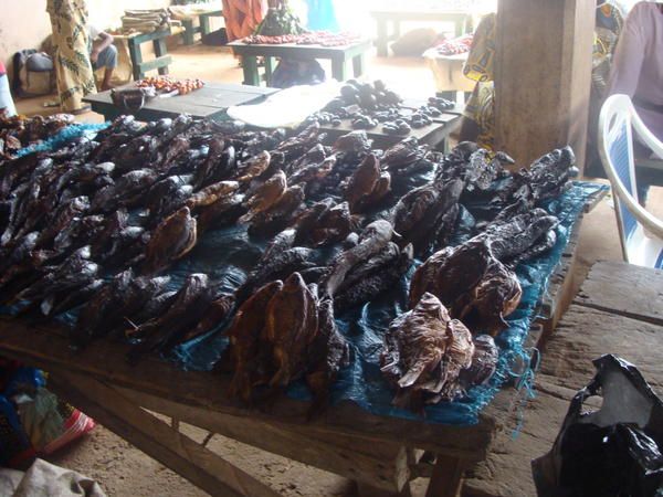 Makokou - Les aventures d´Emilie au Gabon