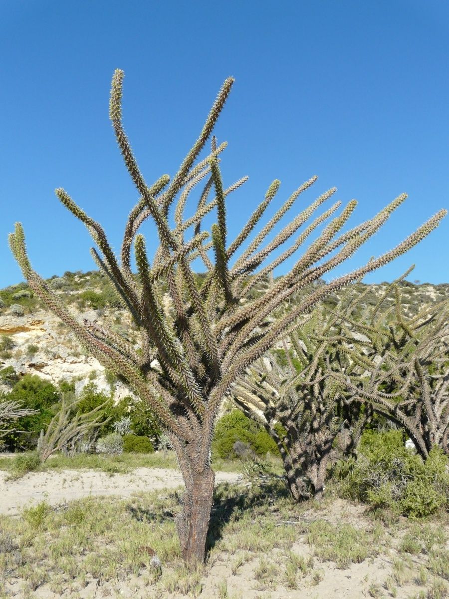 didiereaceae - JungleKey.fr Image #100