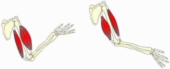SCIENCES : MOUVEMENTS CORPORELS - CM2 DESSET THISE
